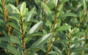 Liguster ‘Liga’ - Köp fullvuxna kvalitets-häckplantor online