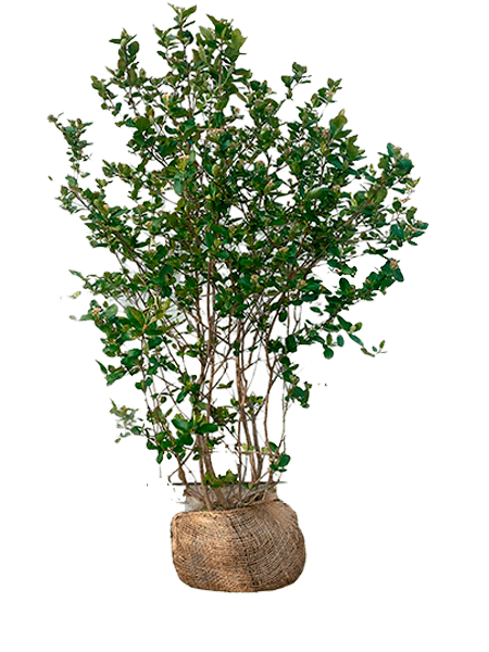 FYLLIGA BUSKAR - Köp fullvuxna kvalitets-häckplantor online